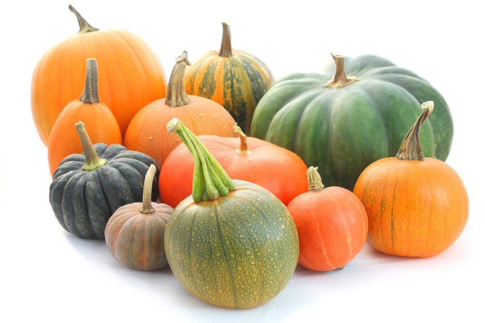 Pumpkins with STEMs STAR Net pumpkins-with-stems-star-net